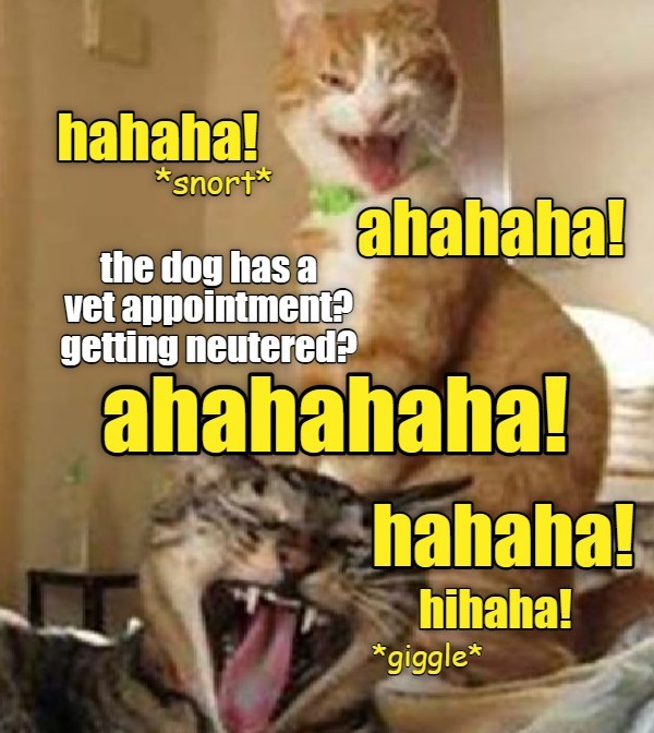 Hahaha! - Lolcats - lol | cat memes | funny cats | funny cat pictures ...