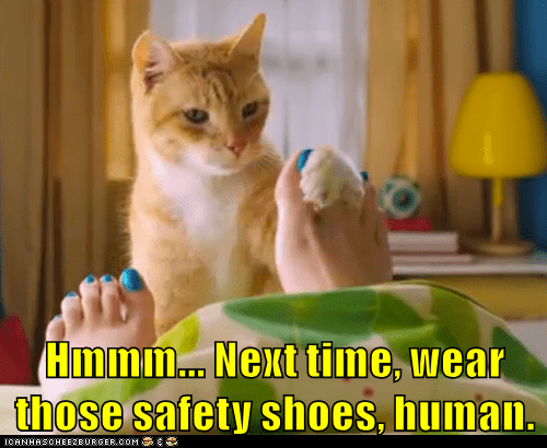 Safety first - Lolcats - lol | cat memes | funny cats | funny cat ...