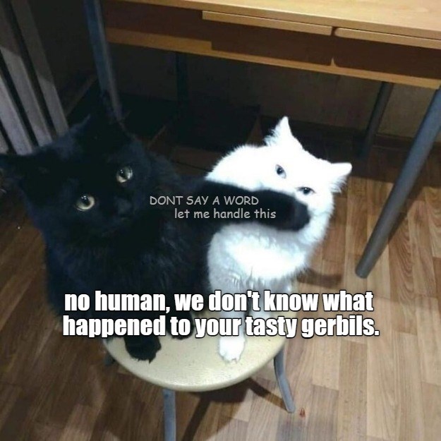 You don't say a word, just let me handle this - Lolcats - lol | cat ...