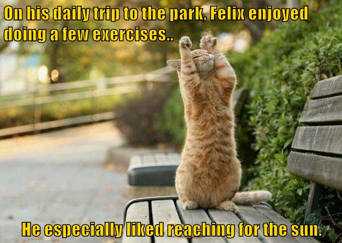 Reaching for the sun. - Lolcats - lol | cat memes | funny cats | funny ...