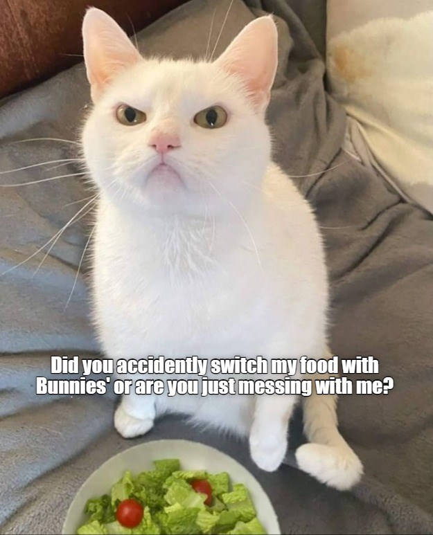 Messing with me, aren't you? - Lolcats - lol | cat memes | funny cats ...