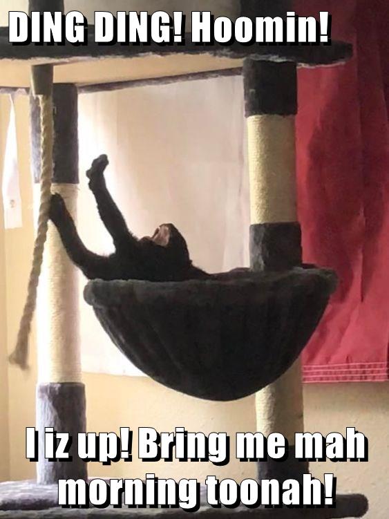 DING DING! - Lolcats - lol | cat memes | funny cats | funny cat ...