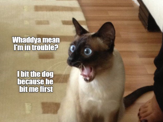 But You Got Caught - Lolcats - lol | cat memes | funny cats | funny cat ...