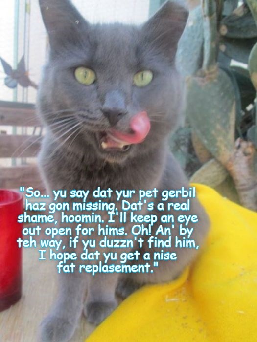 Robbie shows great concern to his human.. - Lolcats - lol | cat memes ...