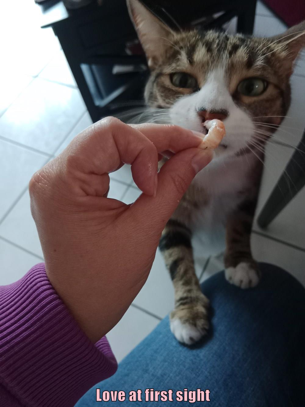 Love at first sight - Lolcats - lol | cat memes | funny cats | funny ...