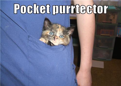 Pocket purrtector - Lolcats - lol | cat memes | funny cats | funny cat ...