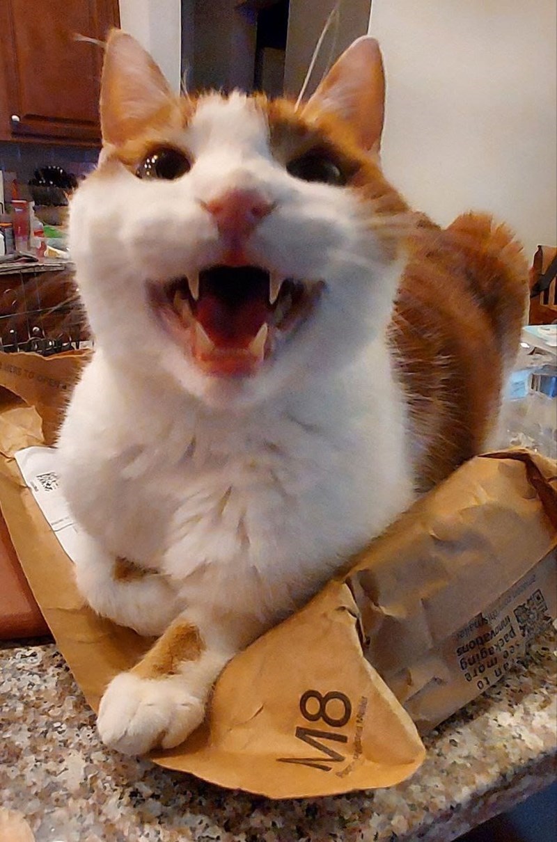 I Can Has Cheezburger? - Page 3 - Funny Animals Online - Cheezburger