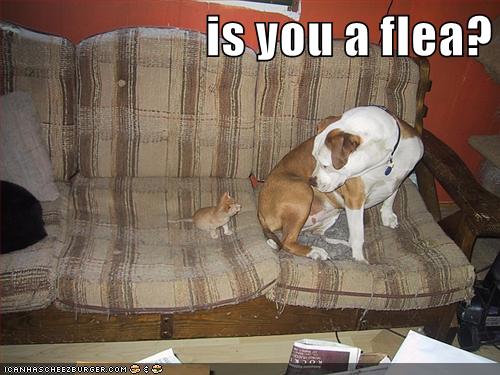 Is you a flea? - I Has A Hotdog - Dog Pictures - Funny pictures of dogs ...