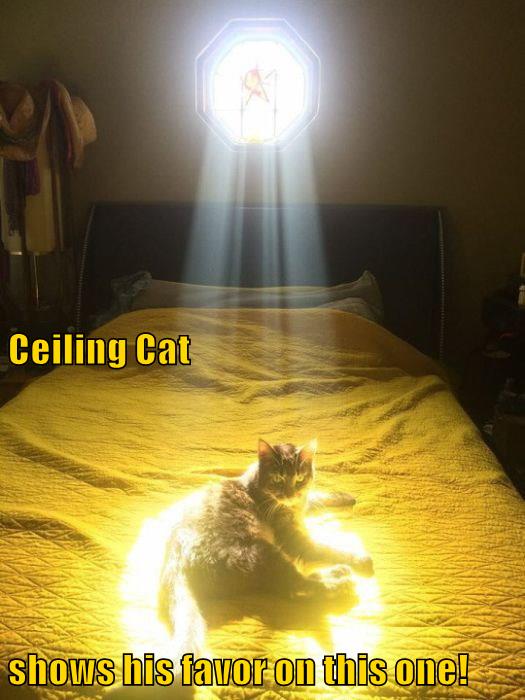 Lolcats - Page 5 - LOL at Funny Cat Memes - Funny cat pictures with ...