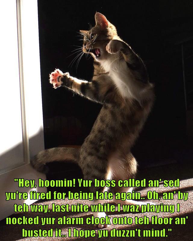 That's alarming - Lolcats - lol | cat memes | funny cats | funny cat ...