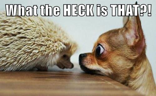 What the HECK is THAT?! - I Has A Hotdog - Dog Pictures - Funny ...