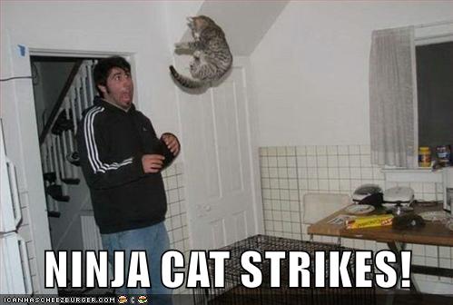 NINJA CAT STRIKES! - Lolcats - lol | cat memes | funny cats | funny cat ...