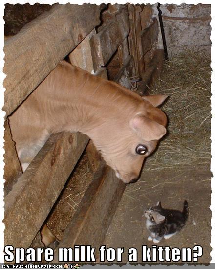 Spare milk for a kitten? - Lolcats - lol | cat memes | funny cats ...
