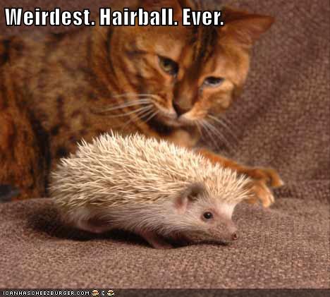 Weirdest. Hairball. Ever. - Lolcats - lol | cat memes | funny cats ...