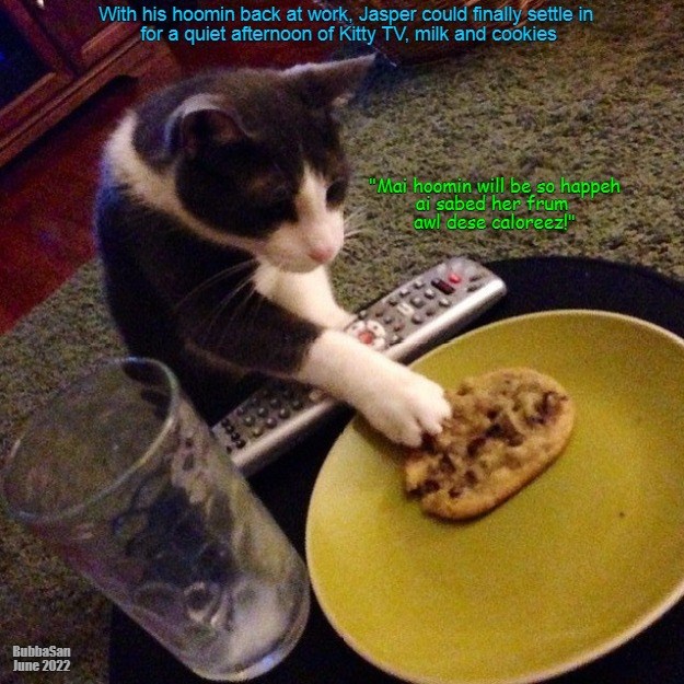 The Joys of Being Home Alone - Lolcats - lol | cat memes | funny cats ...