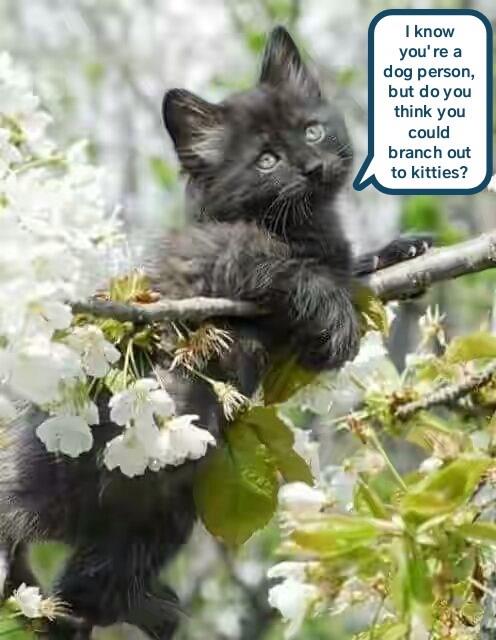 Rescue me too - Lolcats - lol | cat memes | funny cats | funny cat ...