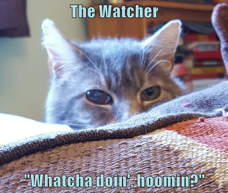 The Watcher - Lolcats - lol | cat memes | funny cats | funny cat ...