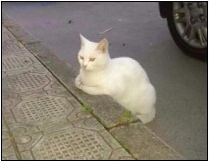 The service here is terrible - Lolcats - lol | cat memes | funny cats ...