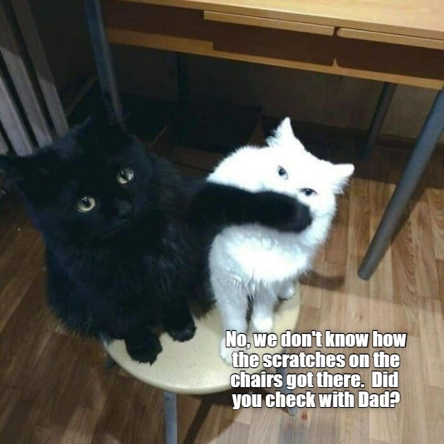 Check dad - Lolcats - lol | cat memes | funny cats | funny cat pictures ...