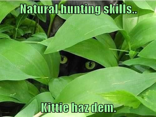 Natural hunting skills - Lolcats - lol | cat memes | funny cats | funny ...