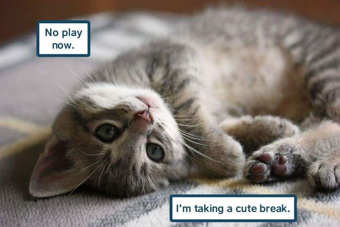 Break time - Lolcats - lol | cat memes | funny cats | funny cat ...