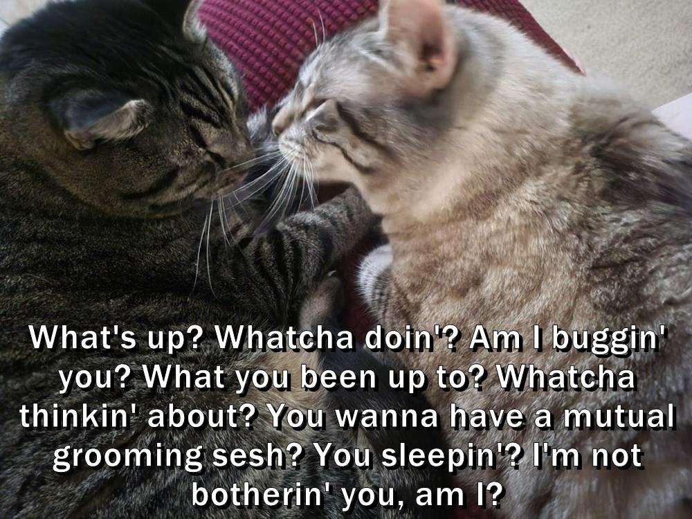 Am I buggin' you? - Lolcats - lol | cat memes | funny cats | funny cat ...