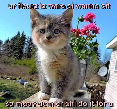 Flo-where? - Lolcats - lol | cat memes | funny cats | funny cat ...