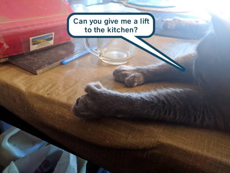 Quick hitch - Lolcats - lol | cat memes | funny cats | funny cat ...