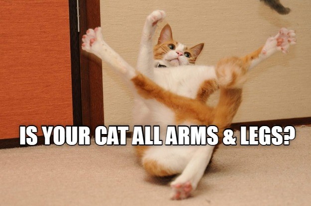 Arms & Legs - Lolcats - lol | cat memes | funny cats | funny cat ...