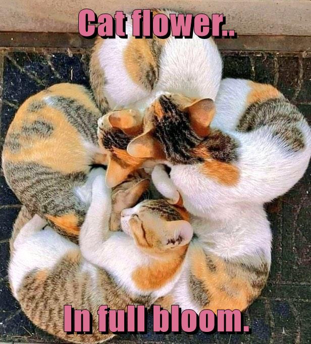 Lolcats - Page 3 - LOL at Funny Cat Memes - Funny cat pictures with ...