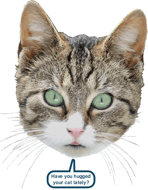 Stop focussing on the wrong cat - Lolcats - lol | cat memes | funny ...