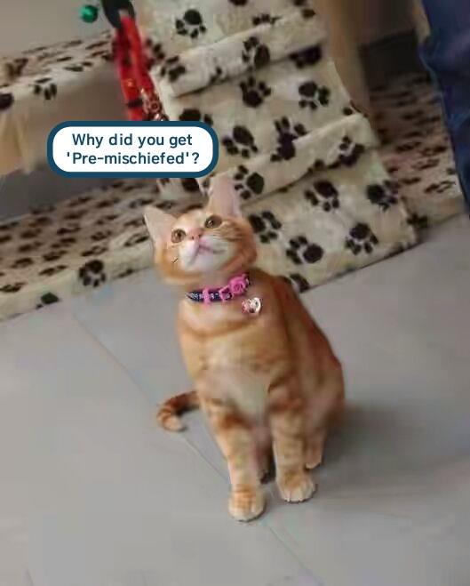 Nothing left for me to do - Lolcats - lol | cat memes | funny cats ...