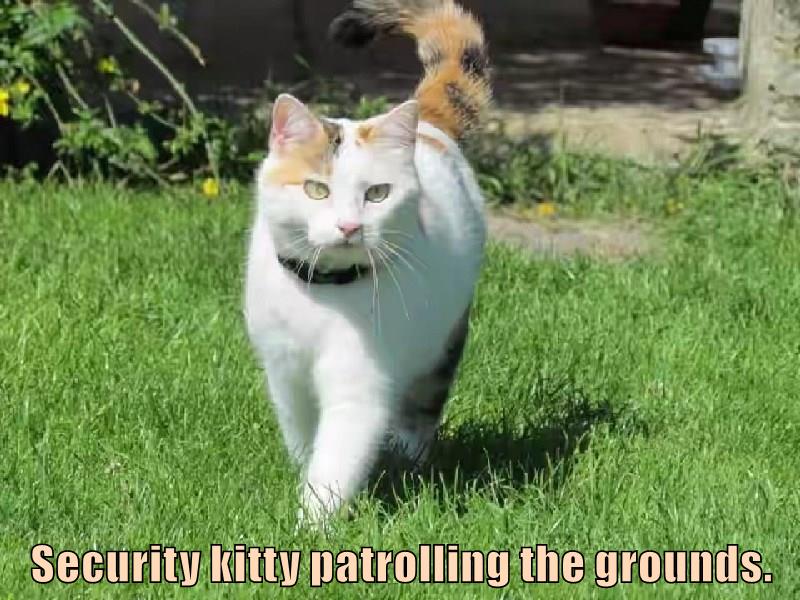 Security kitty patrolling the grounds. - Lolcats - lol | cat memes ...