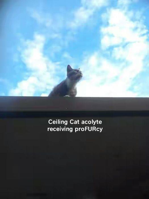 Prophet Cat - Lolcats - lol | cat memes | funny cats | funny cat ...