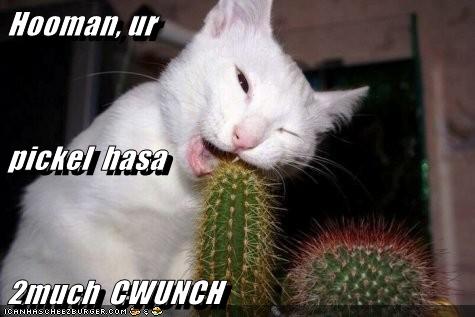 2much CWUNCH - Lolcats - lol | cat memes | funny cats | funny cat ...