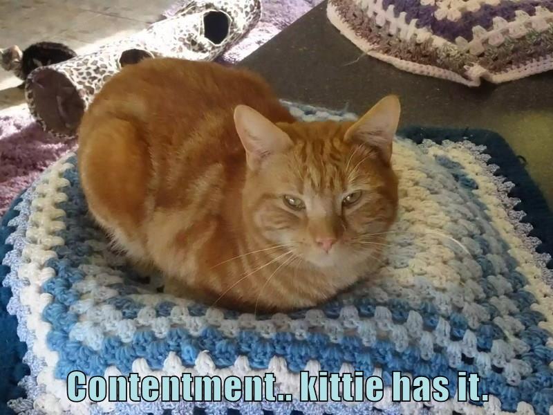 Contentment.. kittie has it. - Lolcats - lol | cat memes | funny cats ...