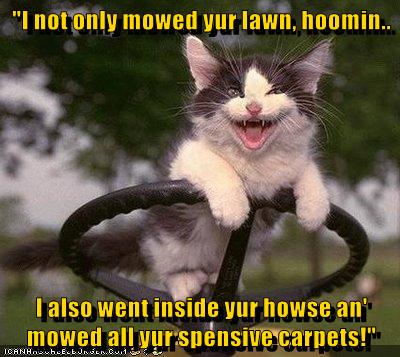 Thank me later - Lolcats - lol | cat memes | funny cats | funny cat ...