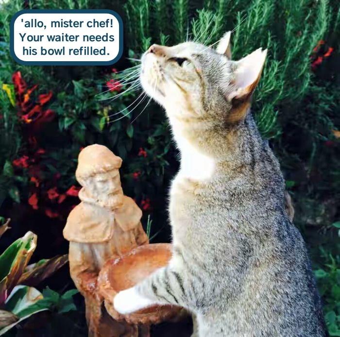 Refill required - Lolcats - lol | cat memes | funny cats | funny cat ...