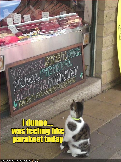I dunno.... - Lolcats - lol | cat memes | funny cats | funny cat ...
