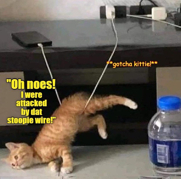 The scene of the crime! - Lolcats - lol | cat memes | funny cats ...