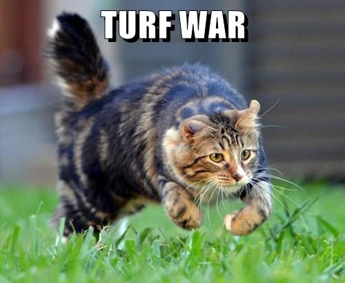TURF WAR - Lolcats - lol | cat memes | funny cats | funny cat pictures ...
