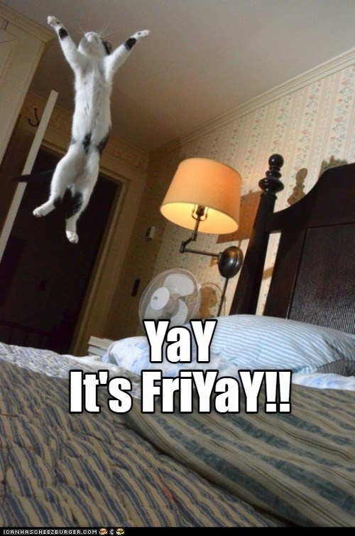 FriYaY Cat - Lolcats - lol | cat memes | funny cats | funny cat ...