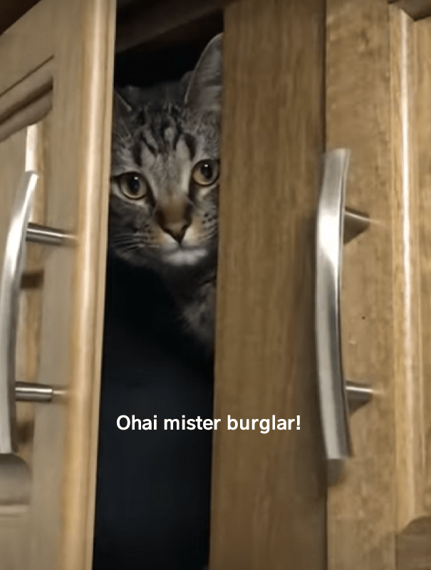 Security cat - Lolcats - lol | cat memes | funny cats | funny cat ...