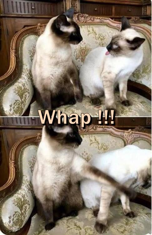 Whap !!! - Lolcats - lol | cat memes | funny cats | funny cat pictures ...
