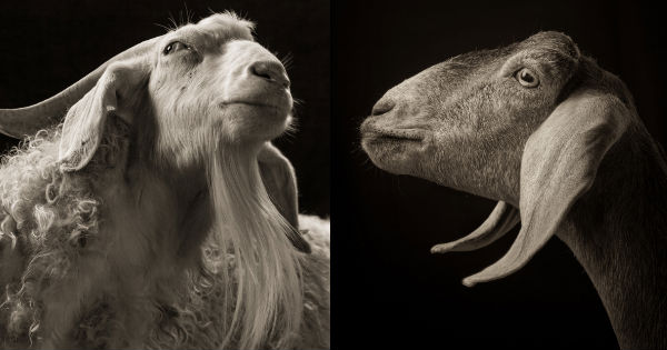 Photographer Captures the Unique Personalities of Goats With Gorgeous ...