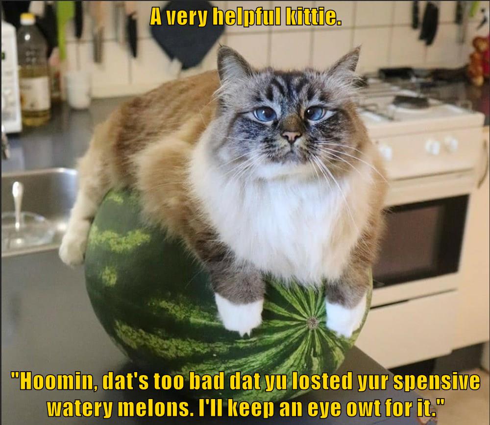 Guardian angel - Lolcats - lol | cat memes | funny cats | funny cat ...