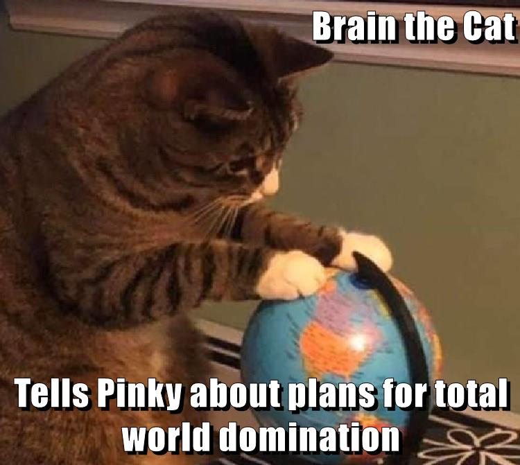 Brain the Cat - Lolcats - lol | cat memes | funny cats | funny cat ...