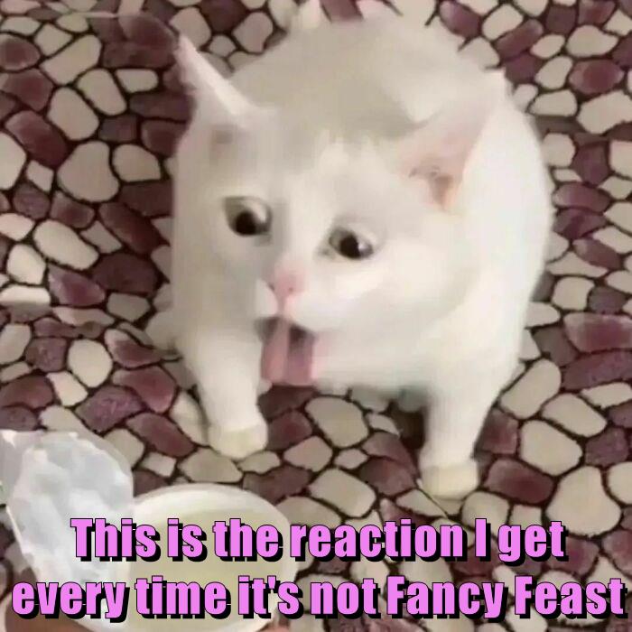 The reaction I get - Lolcats - lol | cat memes | funny cats | funny cat ...