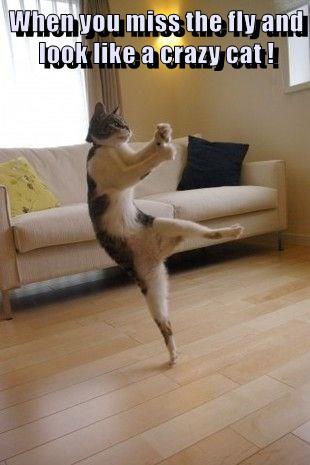 When you miss the fly and look like a crazy cat ! - Lolcats - lol | cat ...