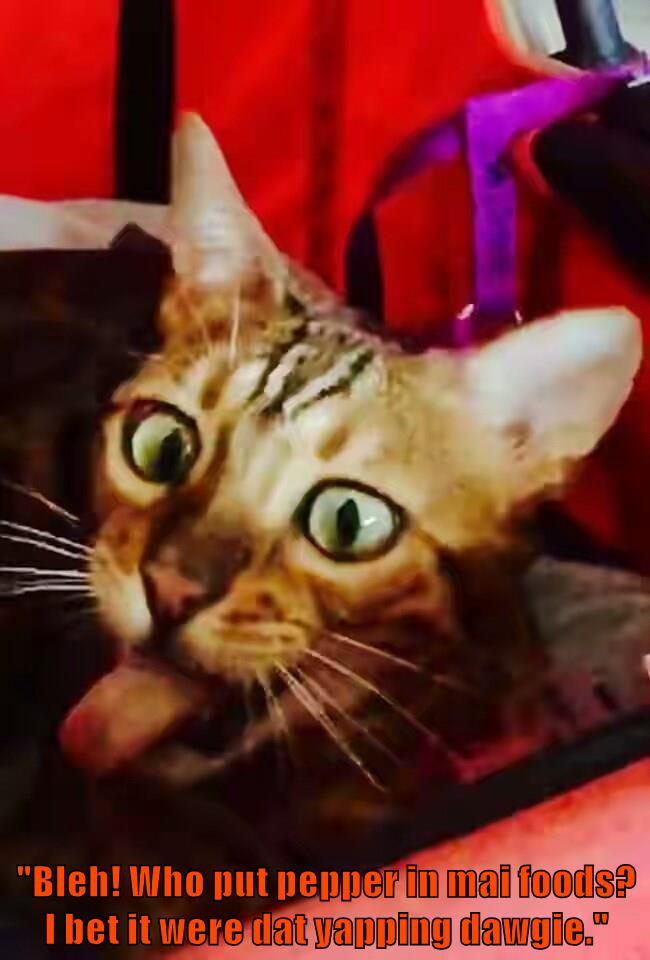 "Bleh!" - Lolcats - lol | cat memes | funny cats | funny cat pictures ...